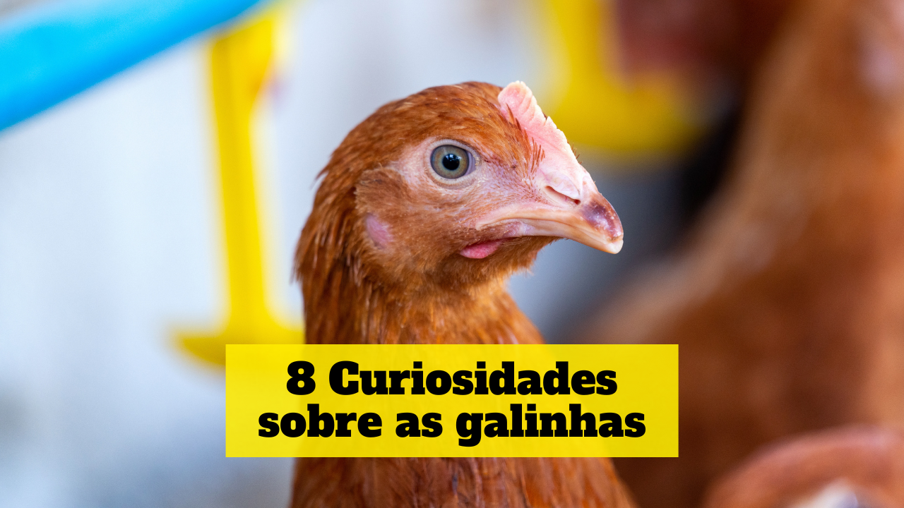 8 Curiosidades sobre as galinhas - Segredos das Aves de Quintal - Dicas ...