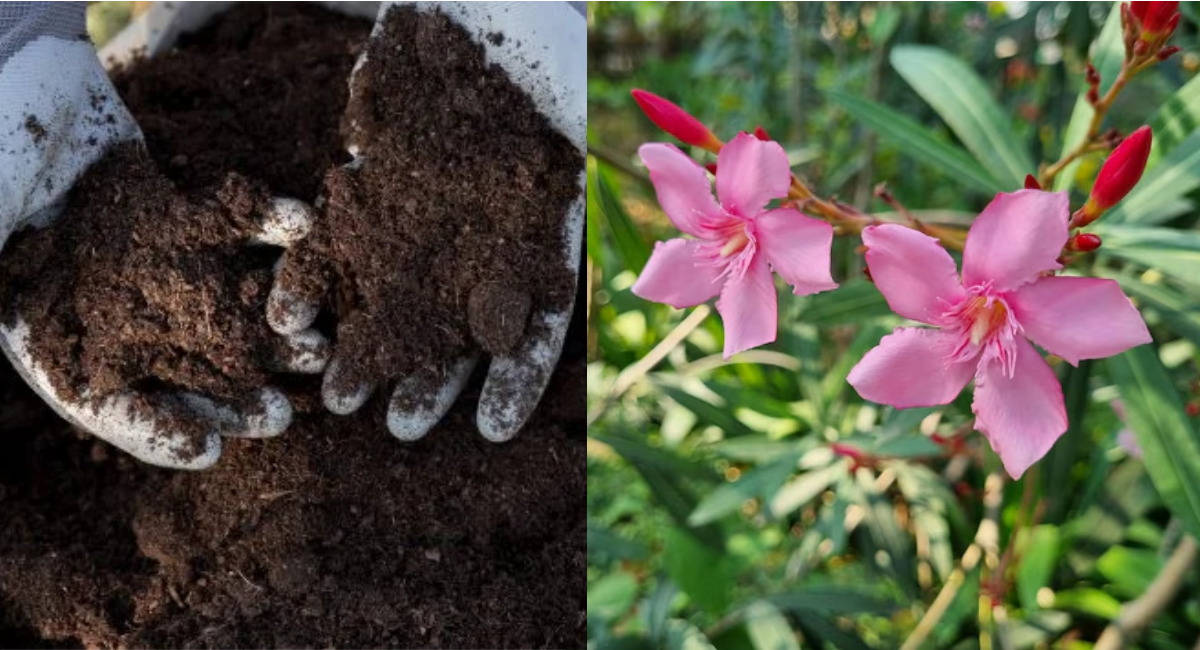 Café velho nas plantas? O truque que faz suas flores explodirem em cor ...